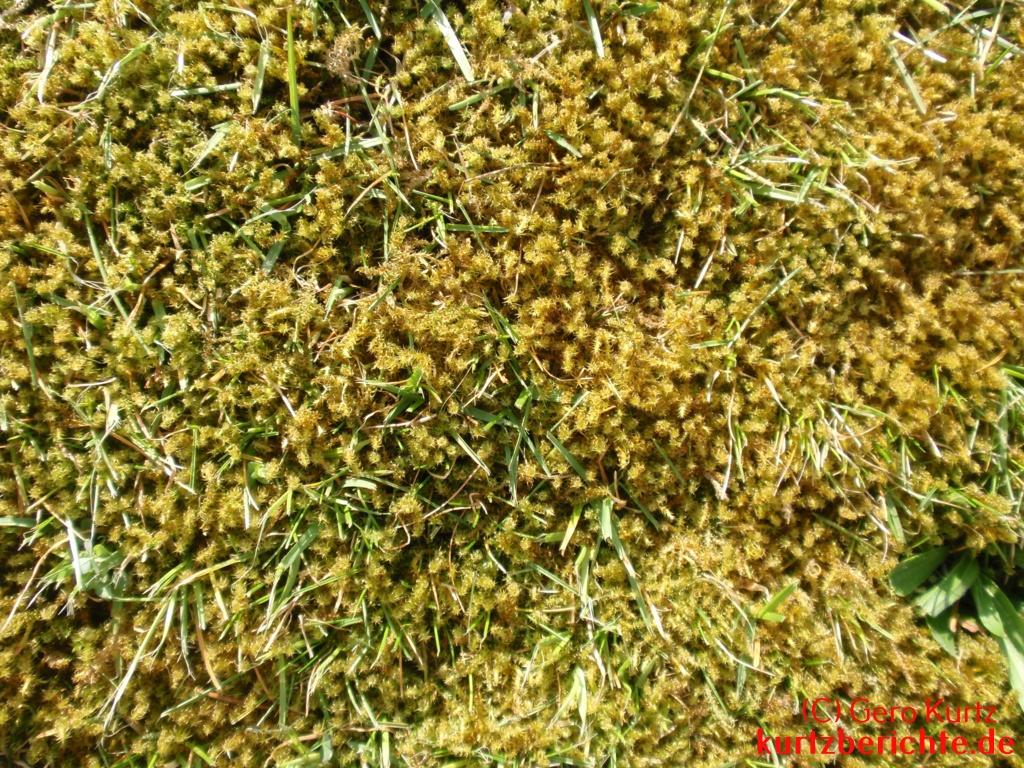 Erfahrungsbericht zum Moosvernichter Mogeton Moos-Frei von Dr. Stähler