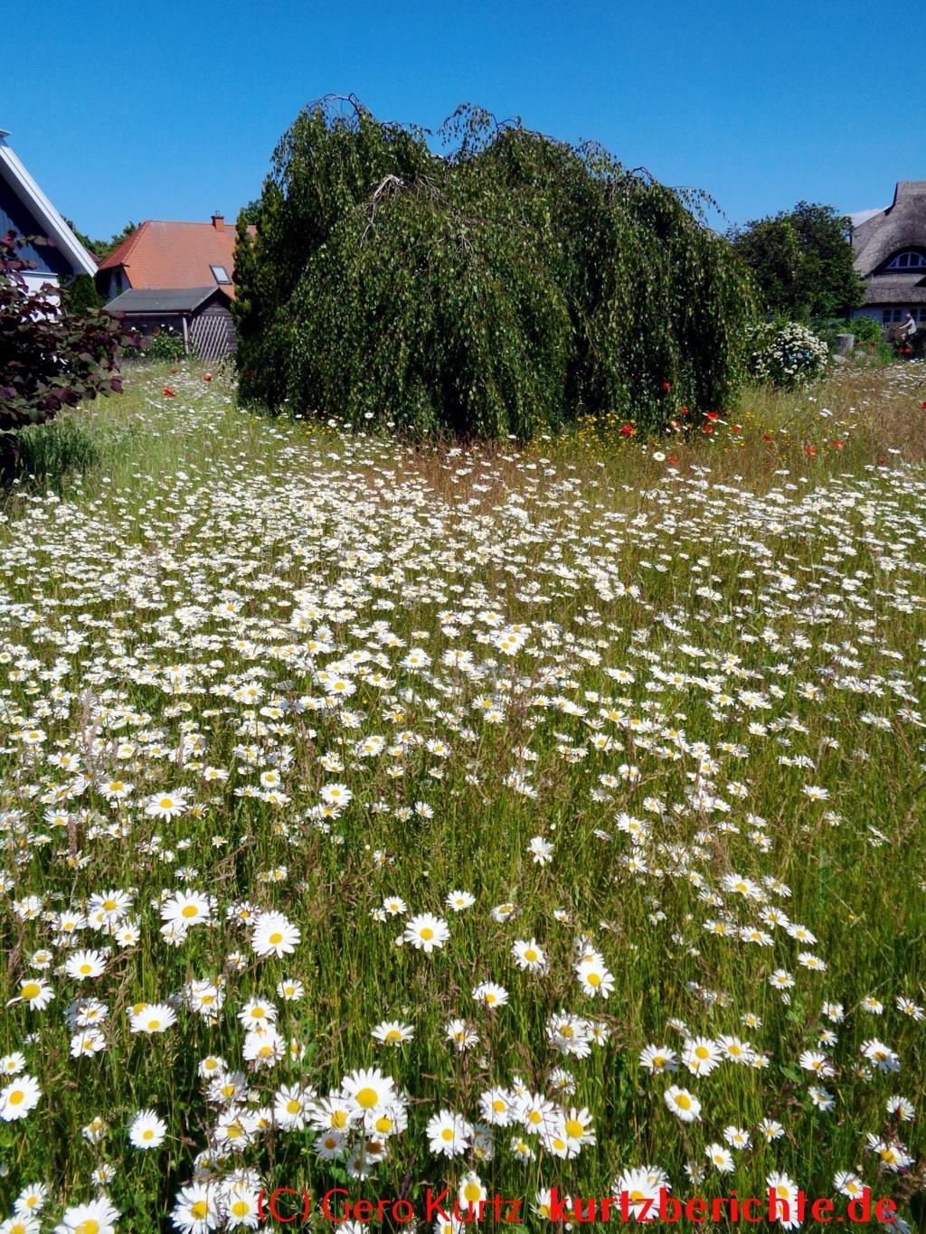 Ratgeber zum Anlegen einer Blumenwiese