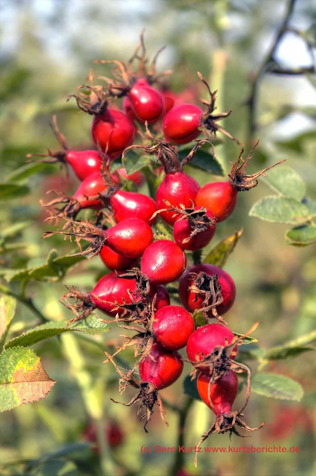 Ratgeber Hagebuttentee selbst herstellen